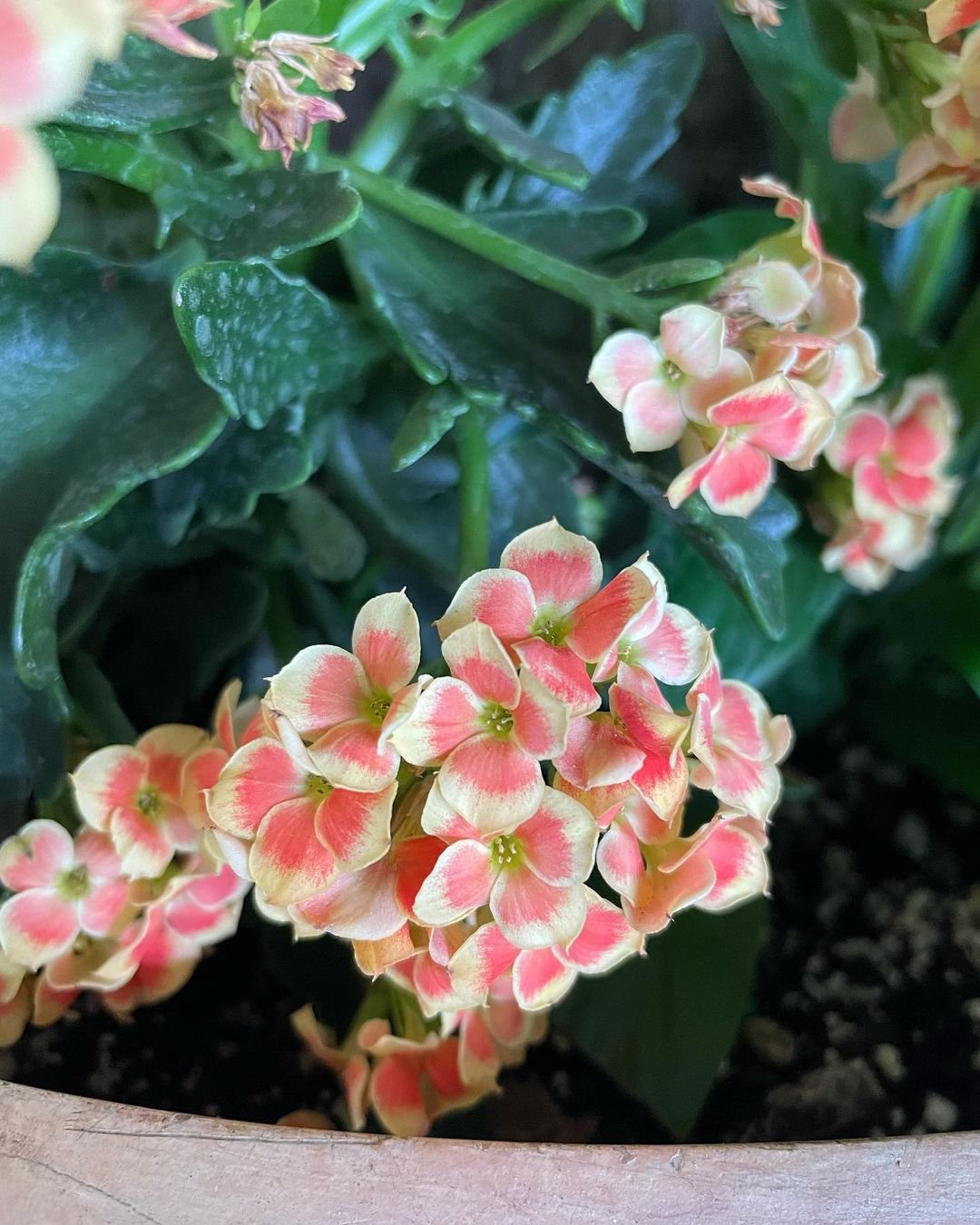 How To Care For And Cultivate Kalanchoe Blossfeldiana: The Guide To Its ...