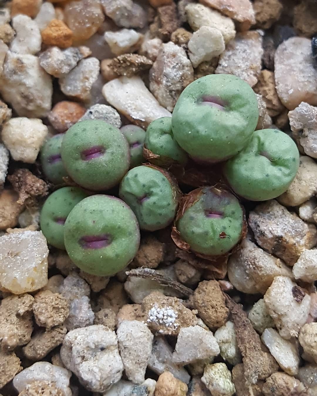 Conophytum Pageae: A Fascinating Succulent That Will Steal Your Heart