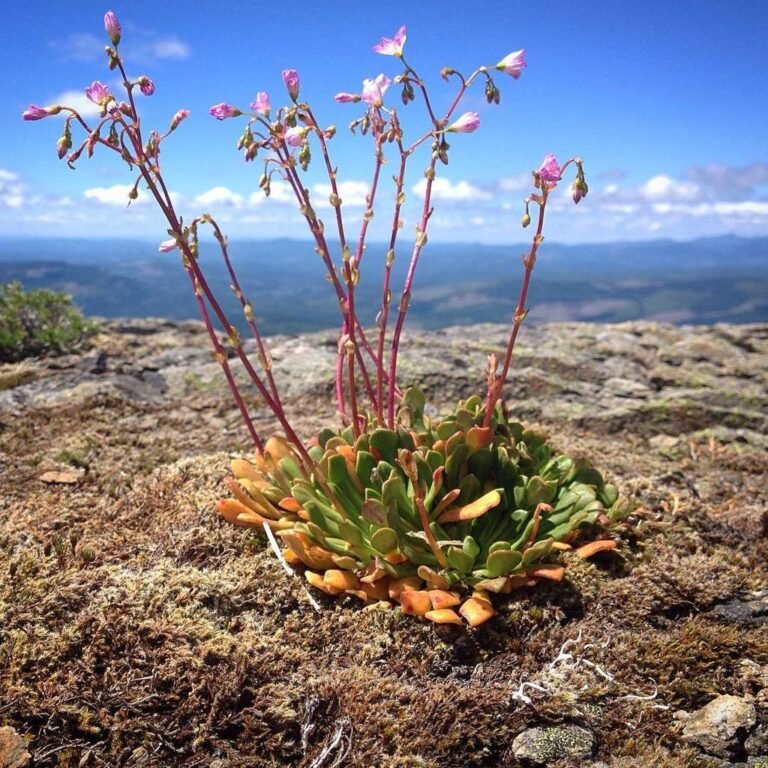 17 Types Of Popular Lewisia Pictorial Guide