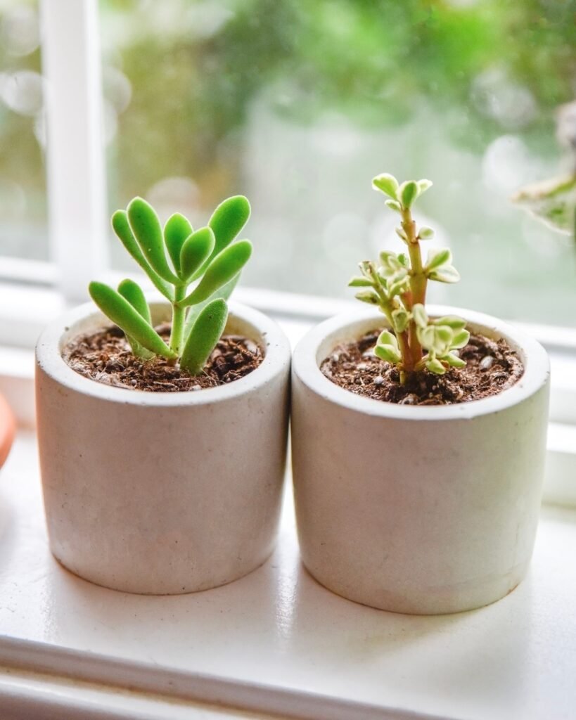 Beginner's Guide To Growing Indoor Succulents!