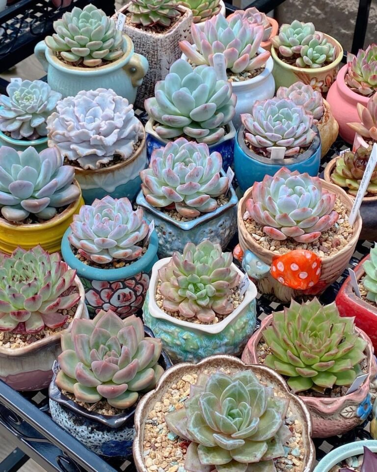 Beginner's Guide To Growing Indoor Succulents!