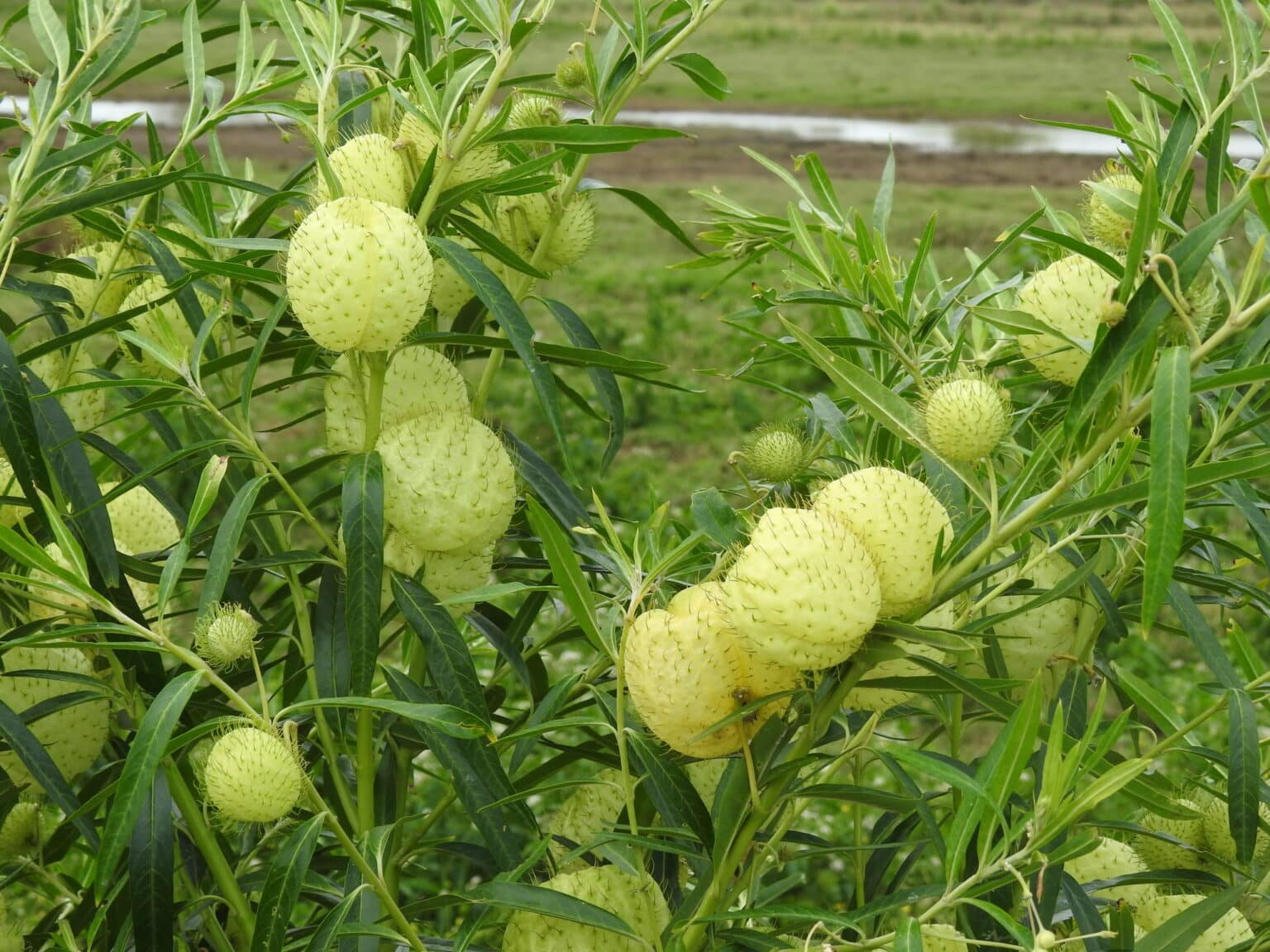 12 Types Of Gomphocarpus Pictorial Guide