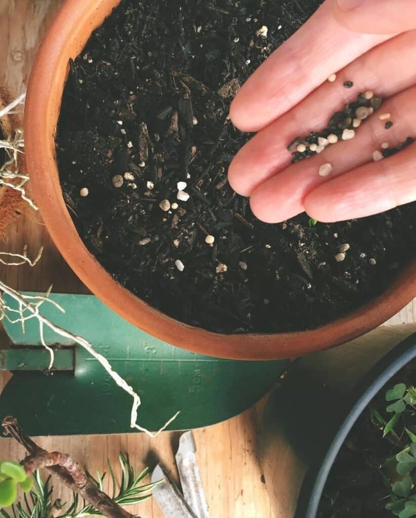 Beginner's Guide To Growing Indoor Succulents!