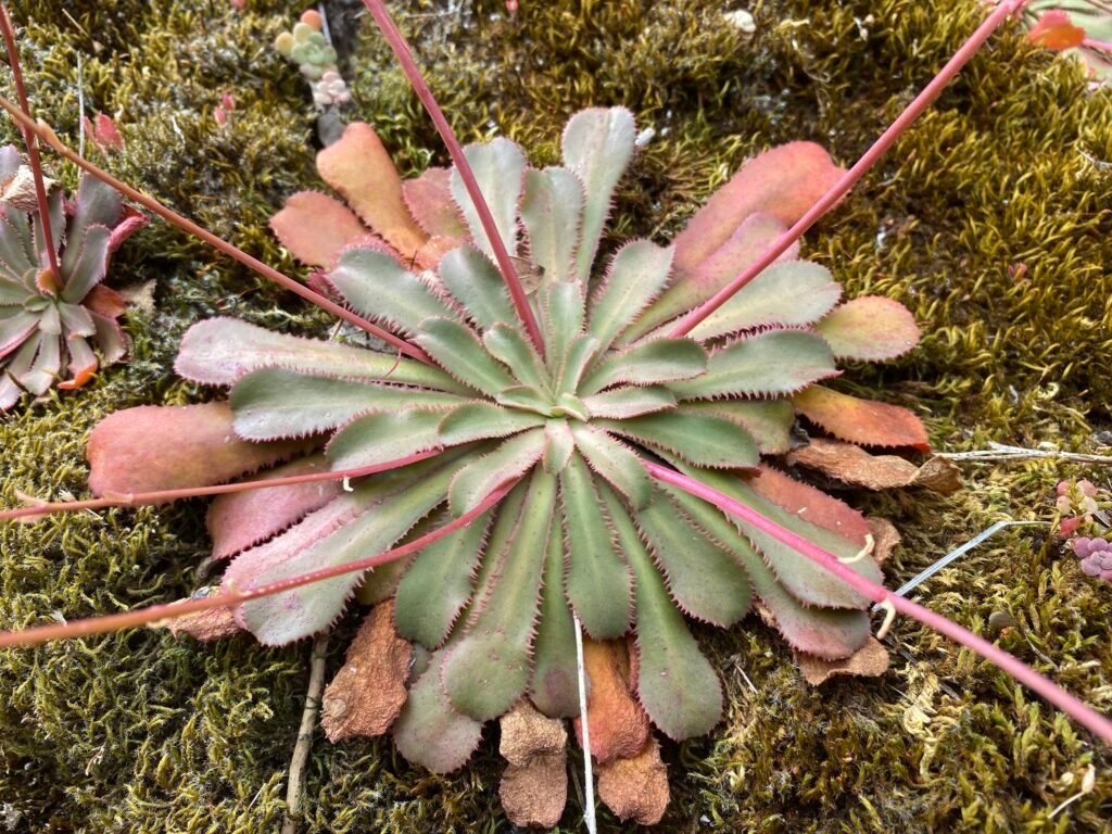 17 Types Of Popular Lewisia Pictorial Guide