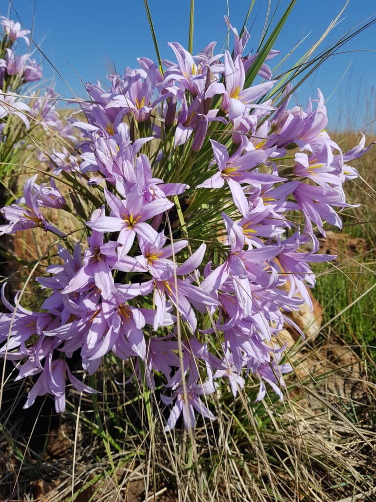 14 Types Of Xerophyta Pictorial Guide