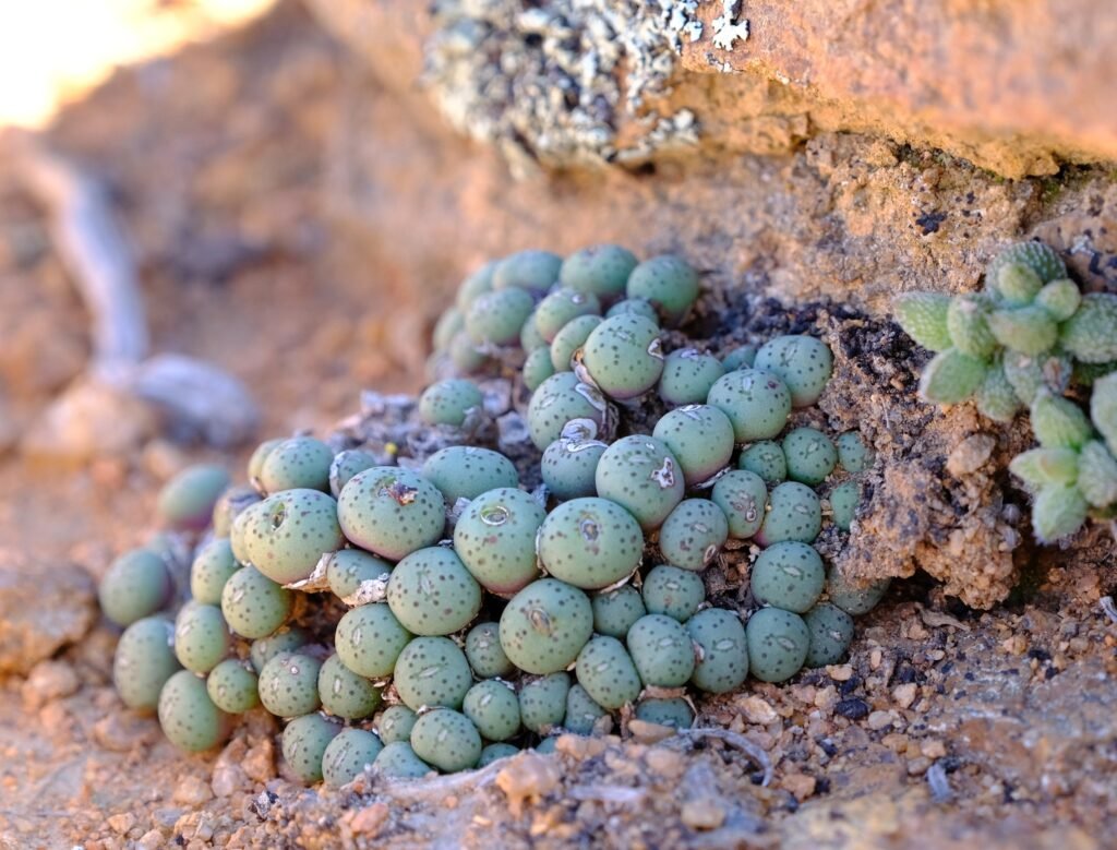 35 Types Of Popular Conophytum Pictorial Guide