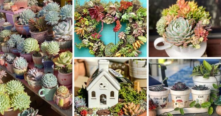 10 Easy And Beautiful Ways To Display Your Succulents!