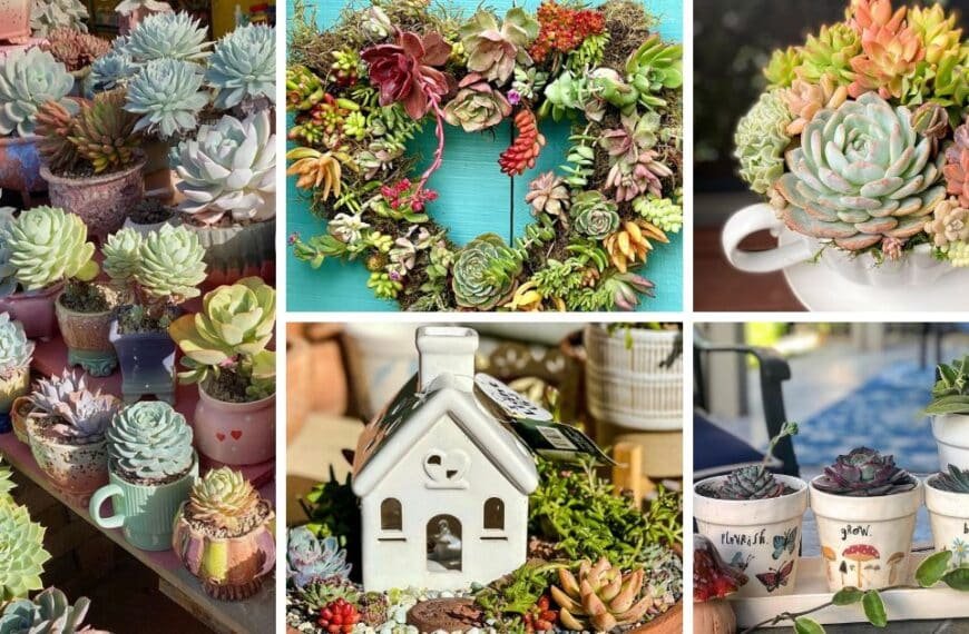 10 Surprising Benefits Of Keeping Succulents In Your Home