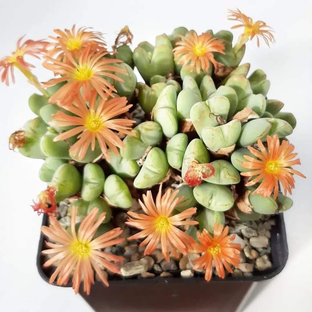 35 Types Of Popular Conophytum Pictorial Guide