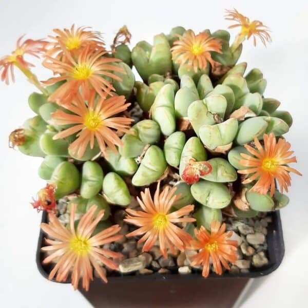 35 Types Of Popular Conophytum Pictorial Guide