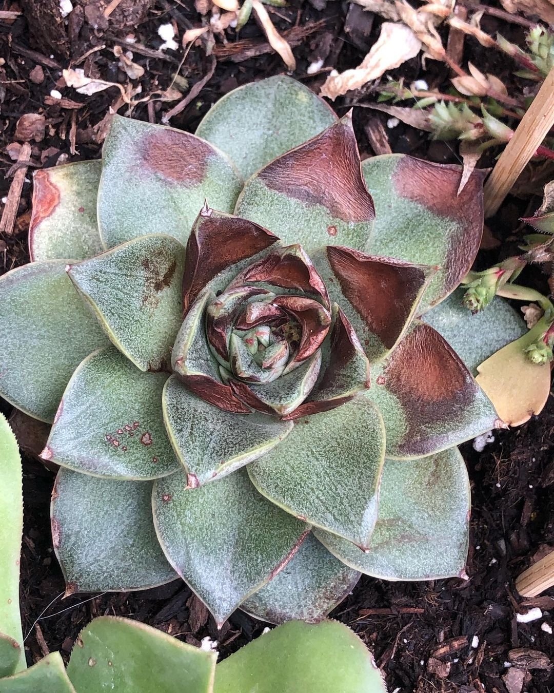 Dealing With Succulent Sunburn: Effective Treatment And Sun Protection Tips
