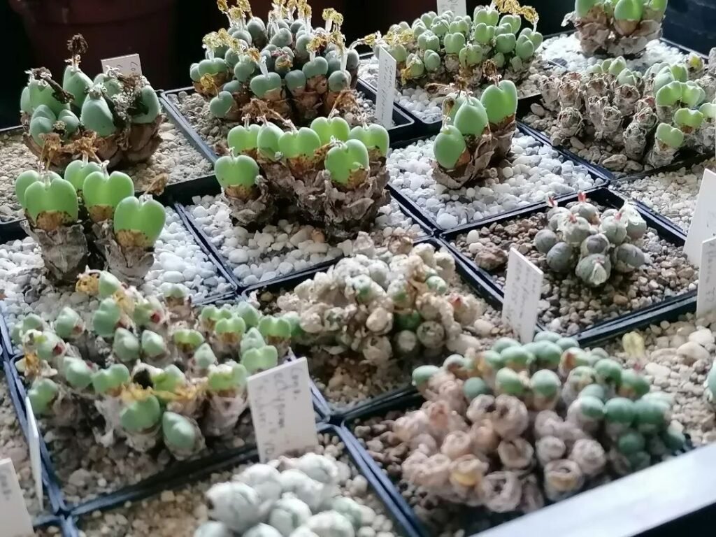 35 Types Of Popular Conophytum Pictorial Guide