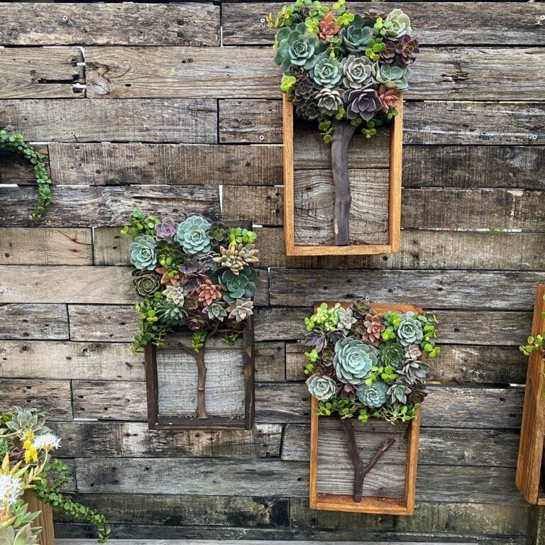 10 Easy And Beautiful Ways To Display Your Succulents!