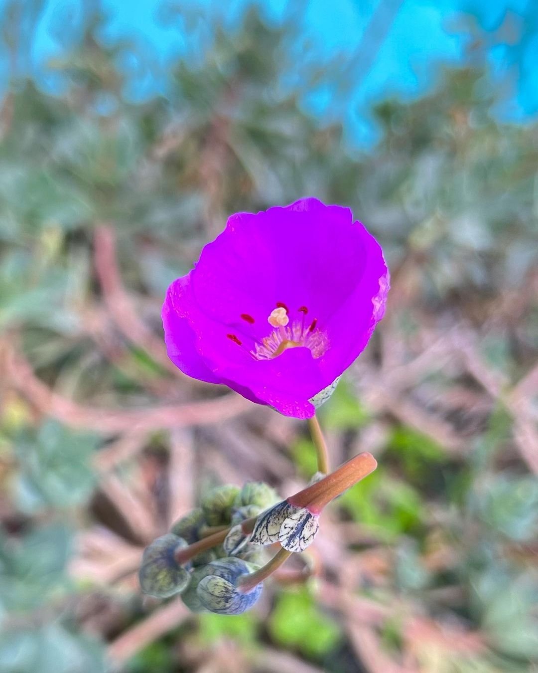 Succulents With Purple Flowers: Adding A Pop Of Color To Your Garden