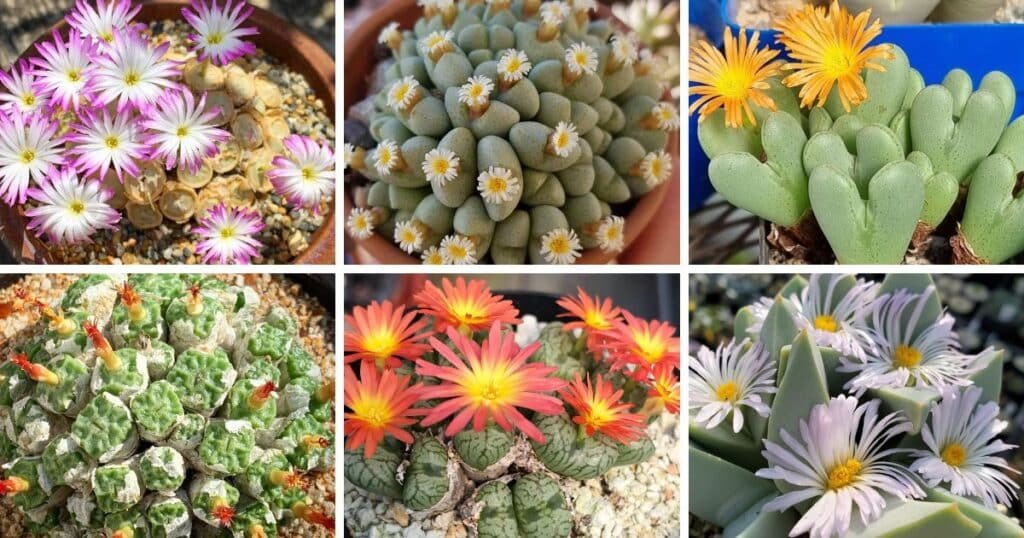 14 Types Of Xerophyta Pictorial Guide