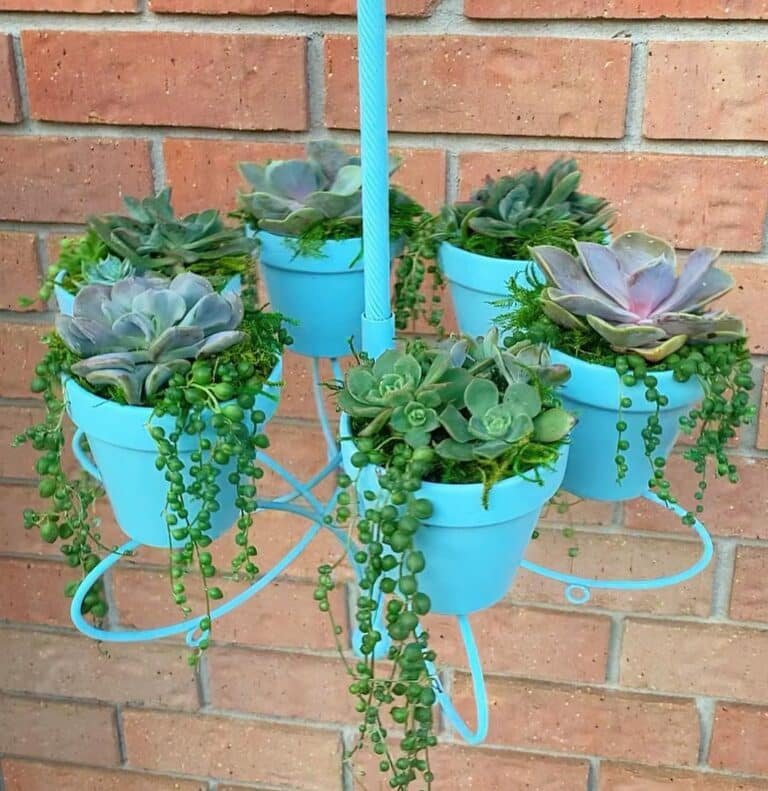 10 Easy And Beautiful Ways To Display Your Succulents!