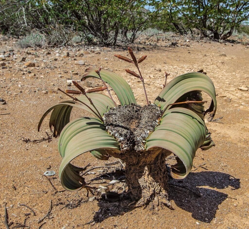 Welwitschia Pictorial Guide