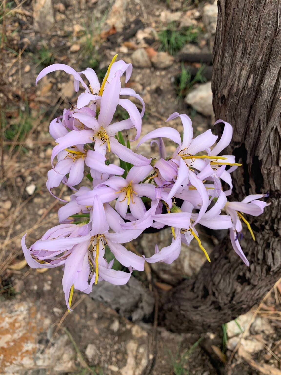 14 Types Of Xerophyta Pictorial Guide