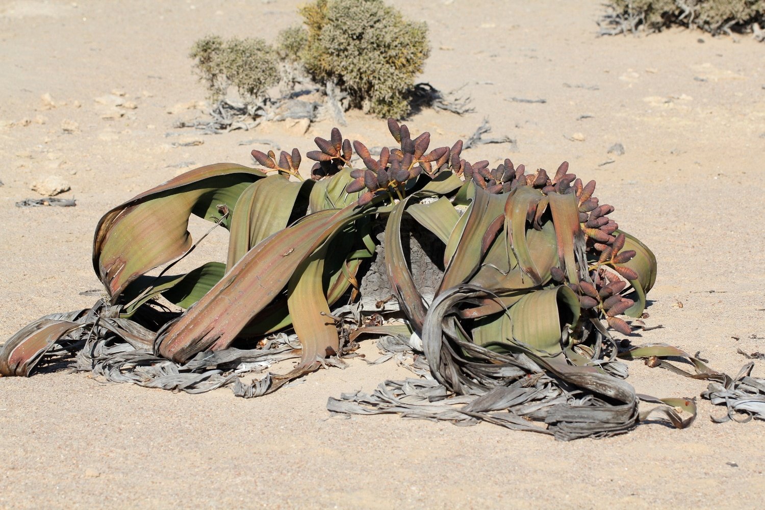 Welwitschia Pictorial Guide