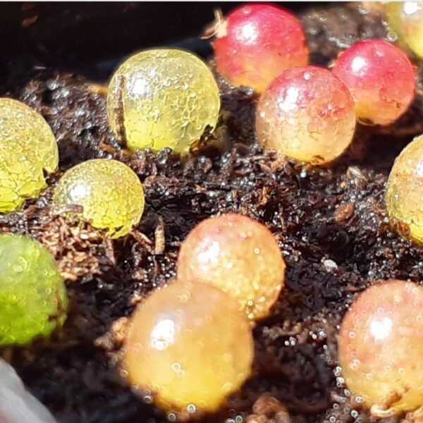 35 Types Of Popular Conophytum Pictorial Guide