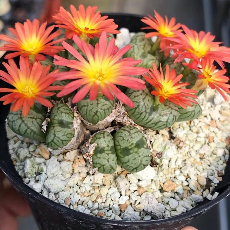35 Types Of Popular Conophytum Pictorial Guide
