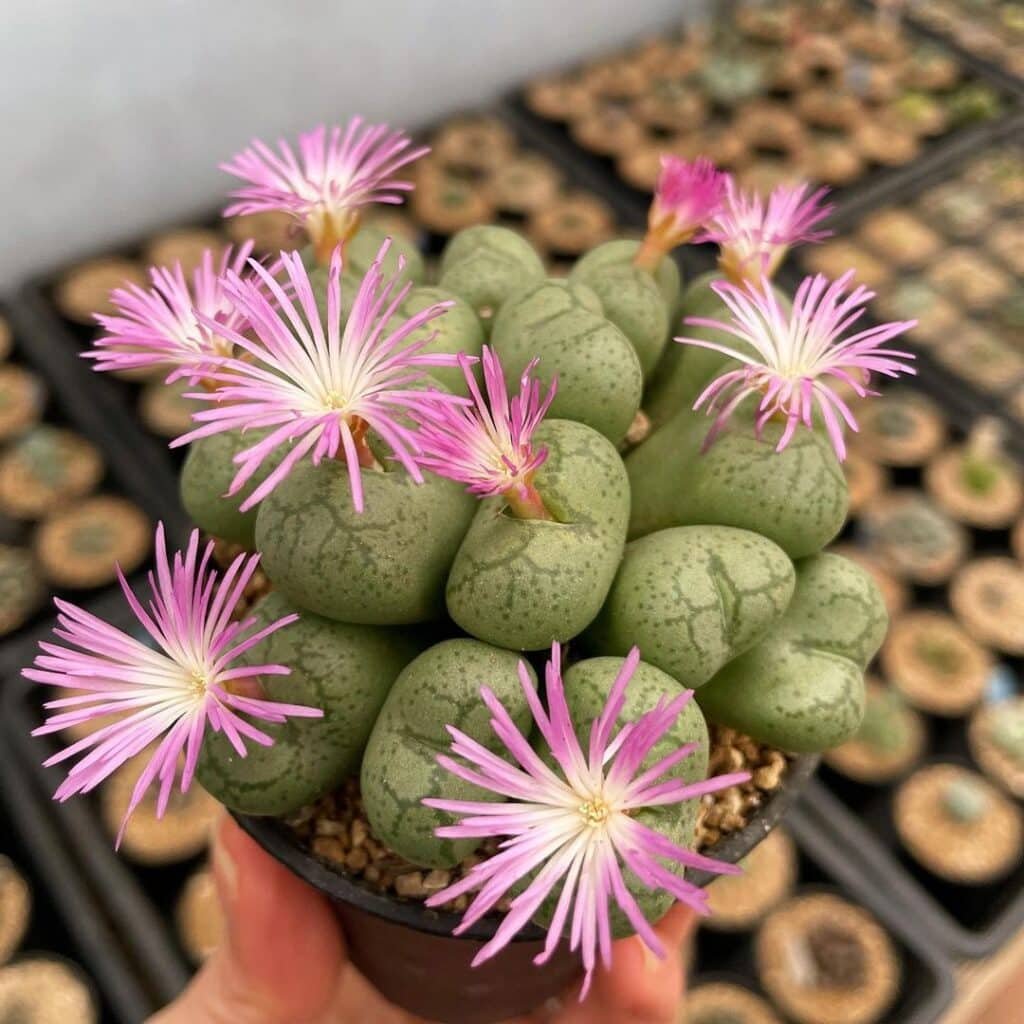 35 Types Of Popular Conophytum Pictorial Guide