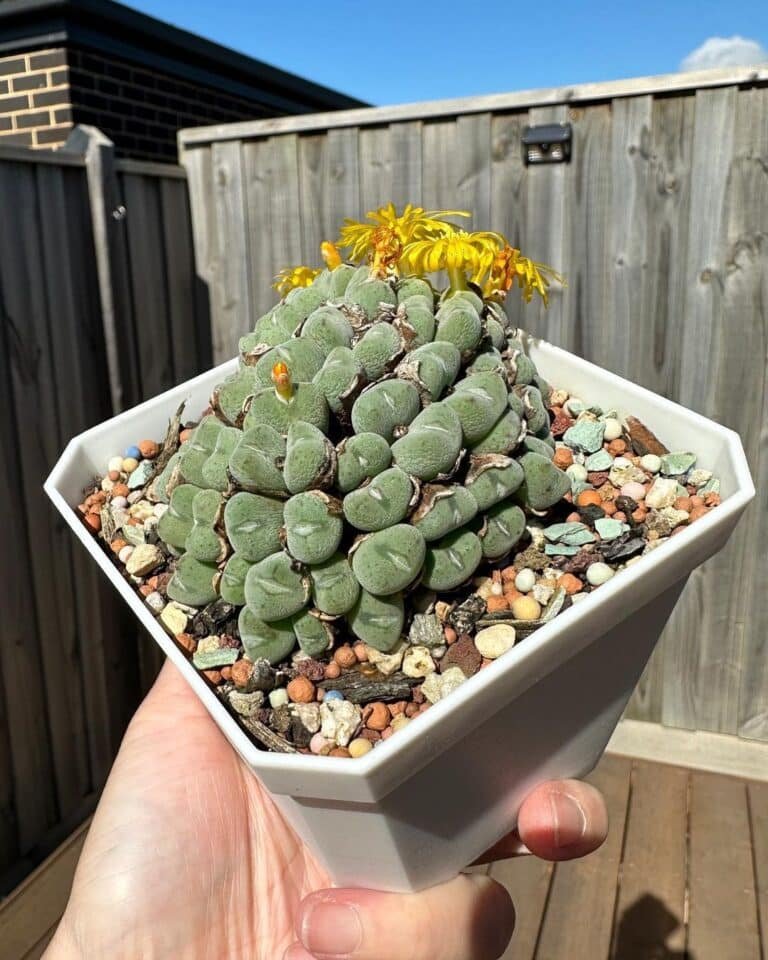 35 Types Of Popular Conophytum Pictorial Guide