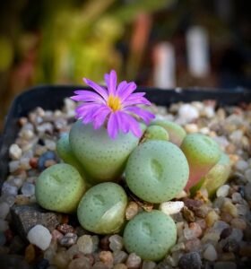 35 Types Of Popular Conophytum Pictorial Guide