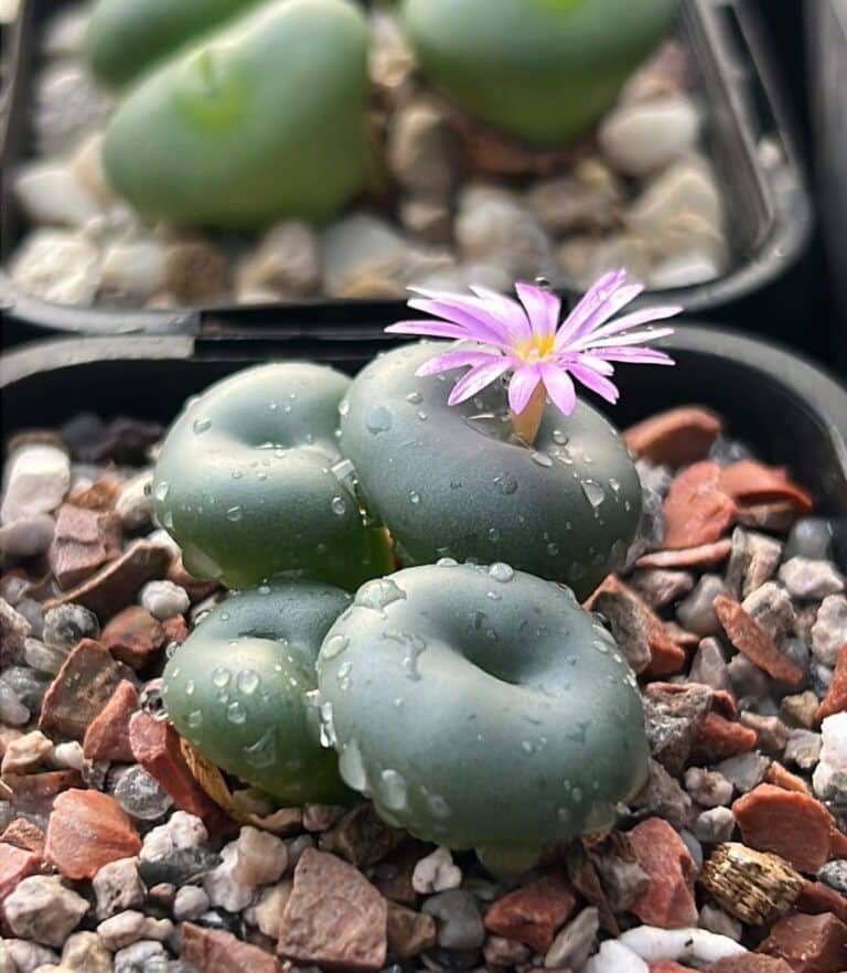 35 Types Of Popular Conophytum Pictorial Guide