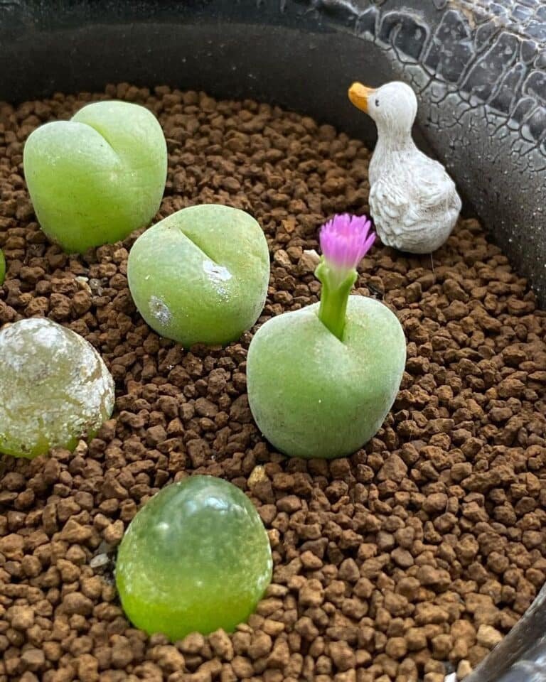 35 Types Of Popular Conophytum Pictorial Guide