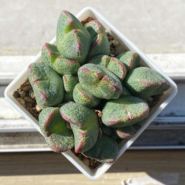 35 Types Of Popular Conophytum Pictorial Guide