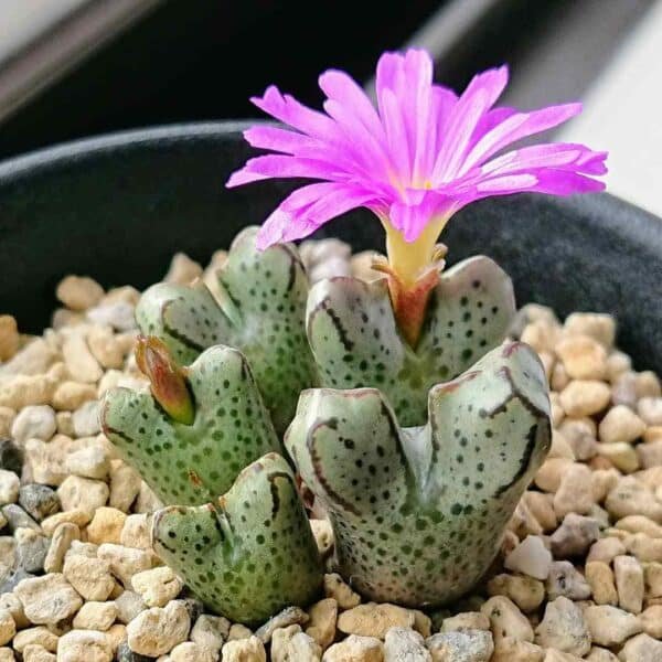 35 Types Of Popular Conophytum Pictorial Guide