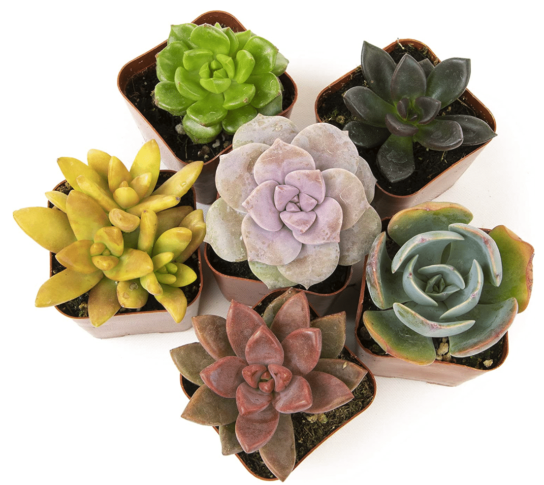 Top 30 Popular Plants For Plant Lovers