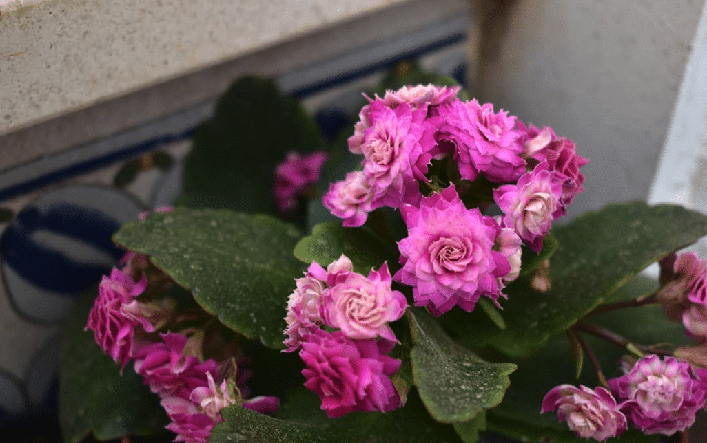 Succulents With Purple Flowers: Adding A Pop Of Color To Your Garden
