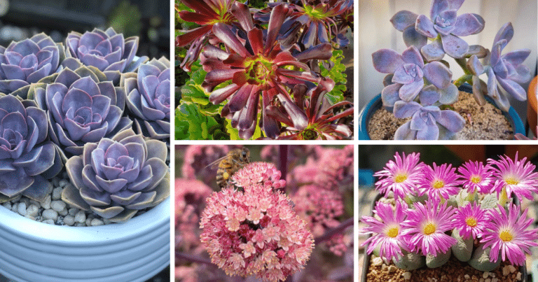Succulents With Purple Flowers: Adding A Pop Of Color To Your Garden