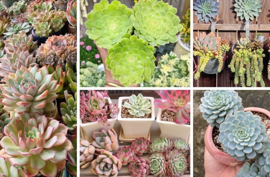 10 Gorgeous Succulent Wood Planter Ideas For Your Home!