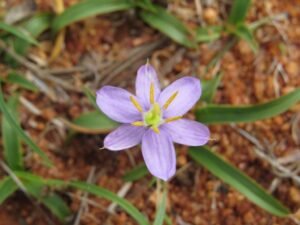 14 Types Of Xerophyta Pictorial Guide