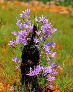 14 Types Of Xerophyta Pictorial Guide