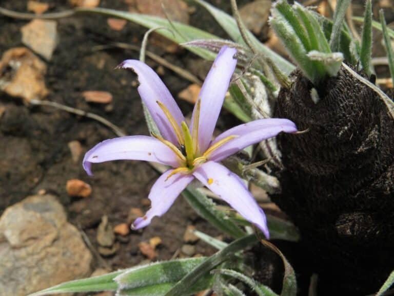 14 Types Of Xerophyta Pictorial Guide