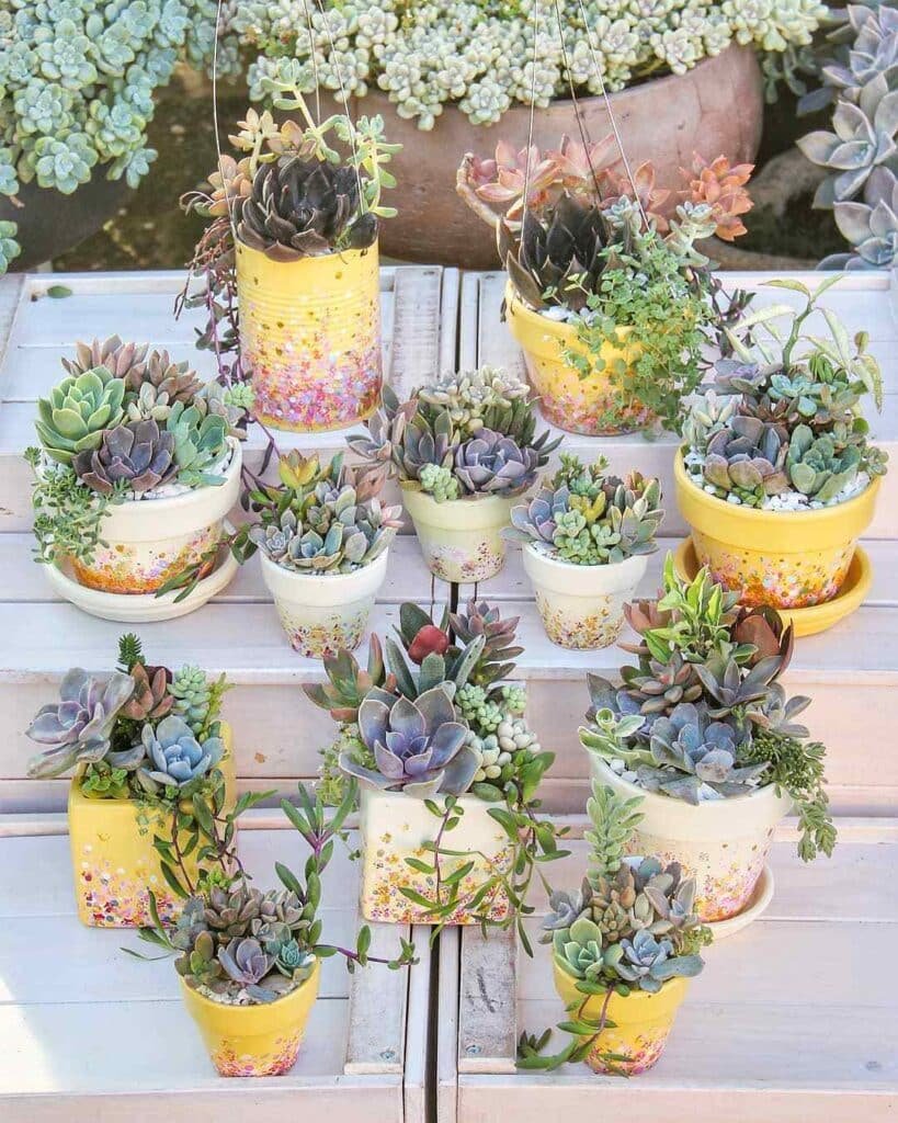 The Benefits Of Succulent Care For Your Mental Health!
