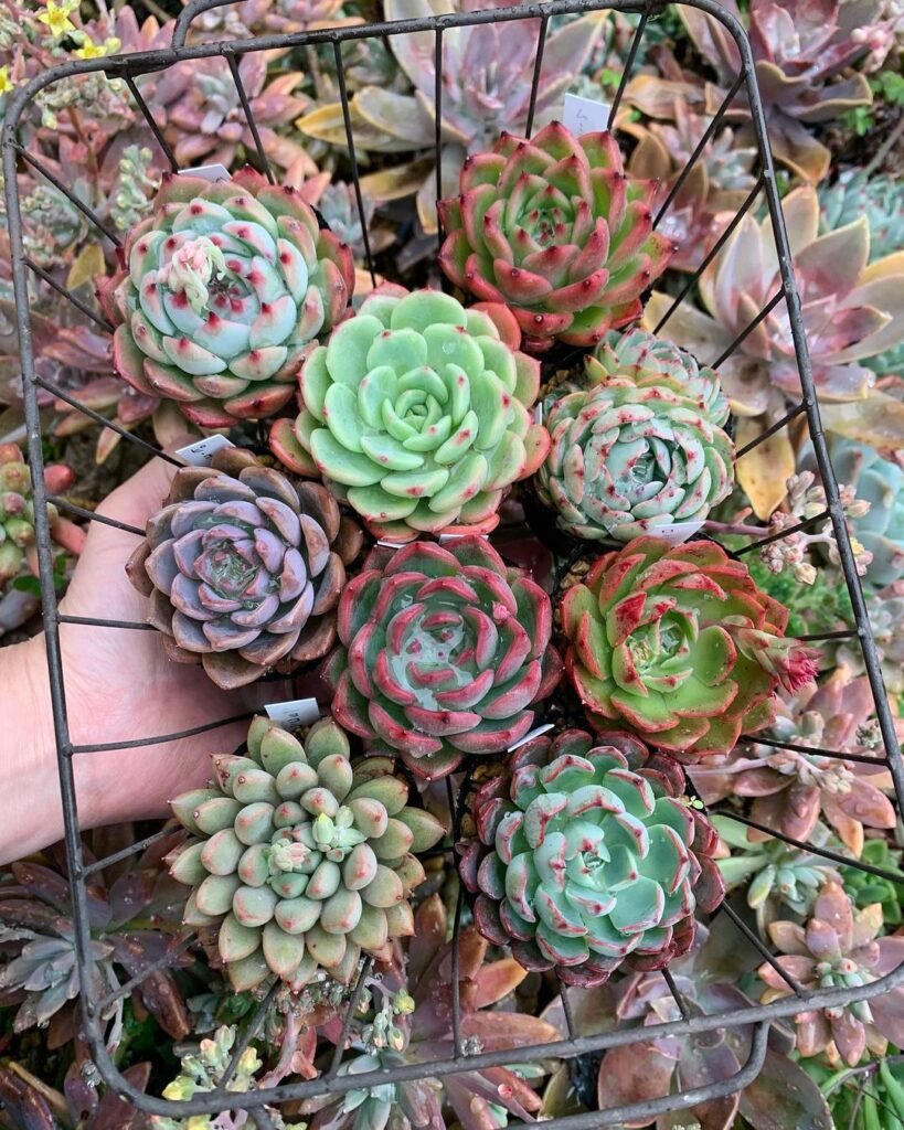 The Benefits Of Succulent Care For Your Mental Health!