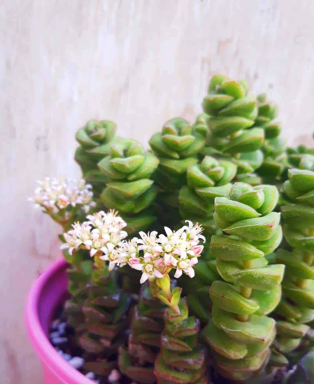 Succulents With Pink Flowers: A Colorful Addition To Your Garden