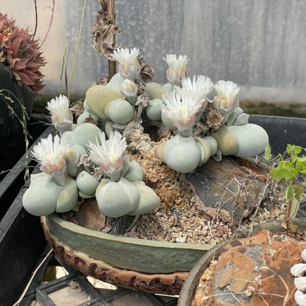 Baby Bum Succulent Care And Propagation