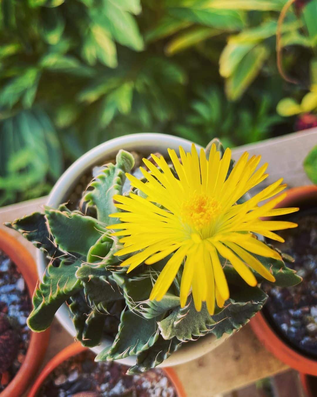 Unleashing the Mystery Of Tiger Jaws Succulents: Your Complete Guide