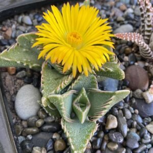 Unleashing the Mystery Of Tiger Jaws Succulents: Your Complete Guide