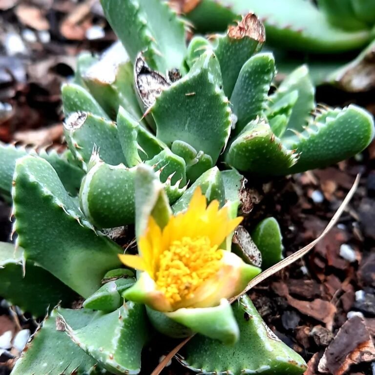 Unleashing the Mystery Of Tiger Jaws Succulents: Your Complete Guide
