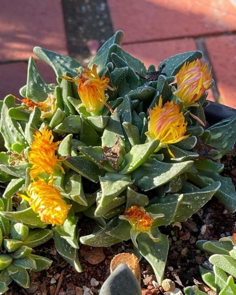 Unleashing the Mystery Of Tiger Jaws Succulents: Your Complete Guide