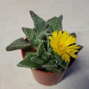 Unleashing the Mystery Of Tiger Jaws Succulents: Your Complete Guide