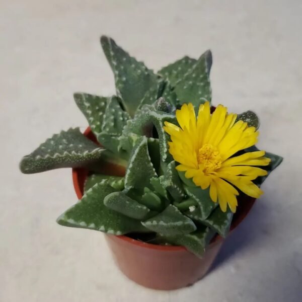 Unleashing the Mystery Of Tiger Jaws Succulents: Your Complete Guide