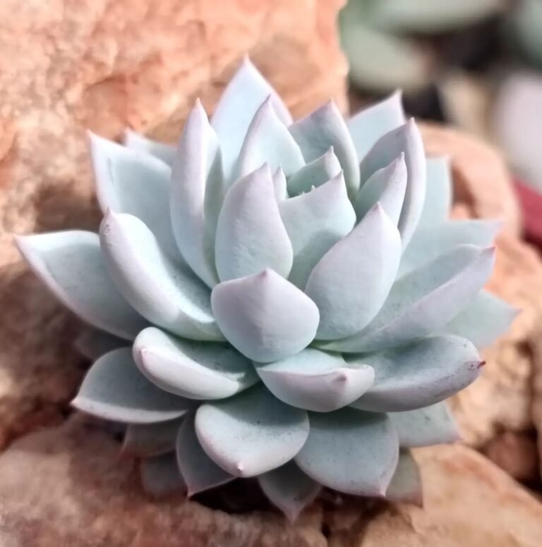 Succulents With Pink Flowers: A Colorful Addition To Your Garden